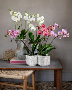 Orkidé - Fakta & Skötselråd | Interflora